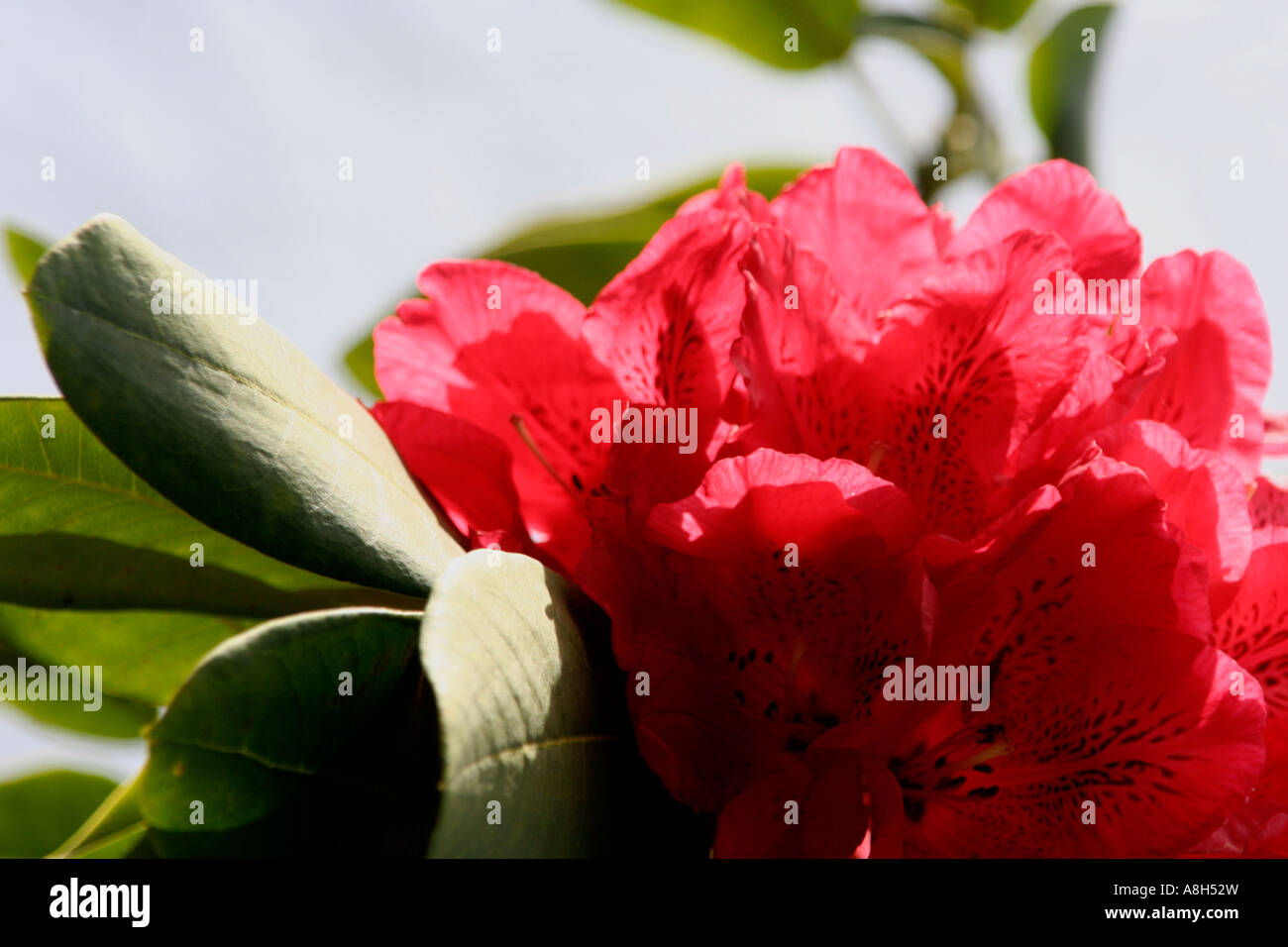 bright pink Rhododendron flowers in malvern, worcestershire, uk Stock ...
