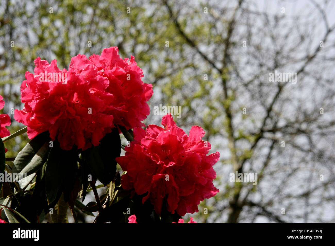 bright pink Rhododendron flowers in malvern, worcestershire, uk Stock ...