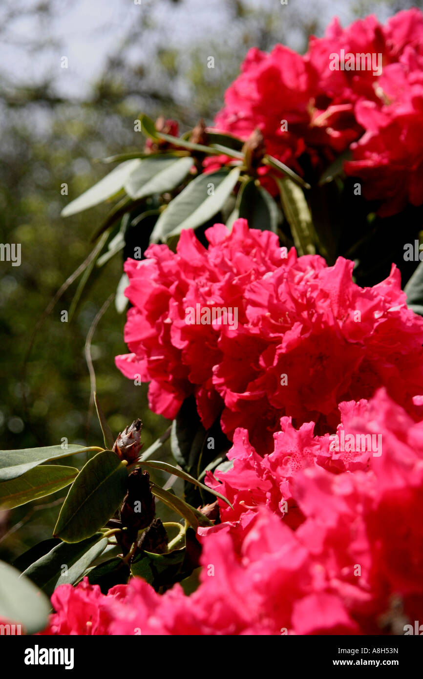 bright pink Rhododendron flowers in malvern, worcestershire, uk Stock ...