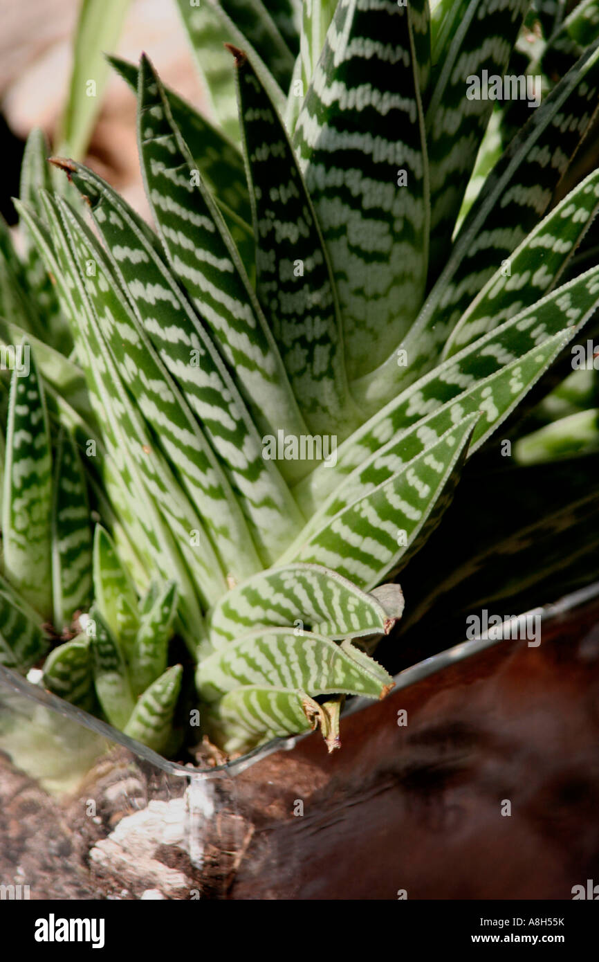 spiky green and white plant Stock Photo - Alamy