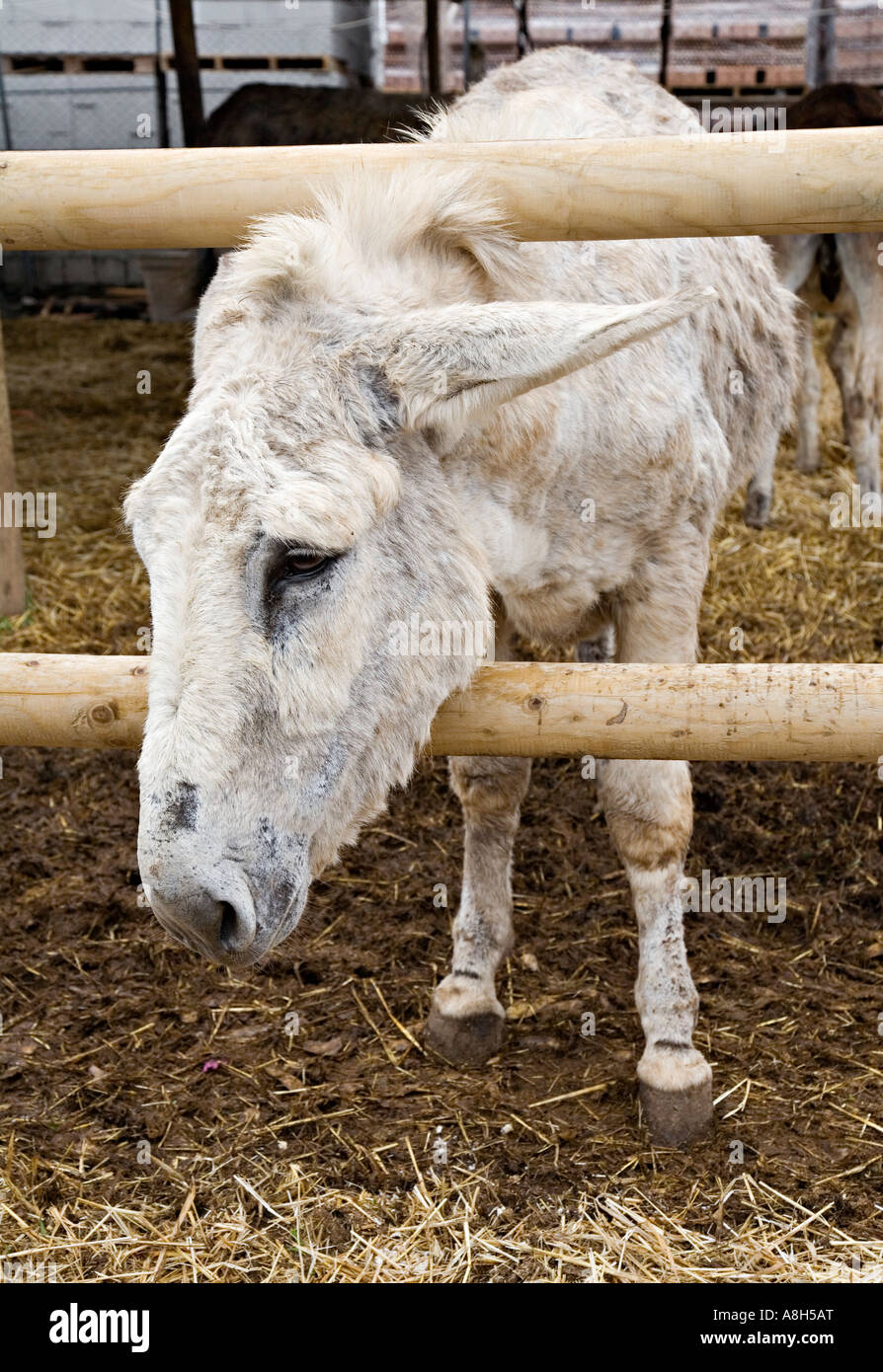 Sad looking donkey hi-res stock photography and images - Alamy