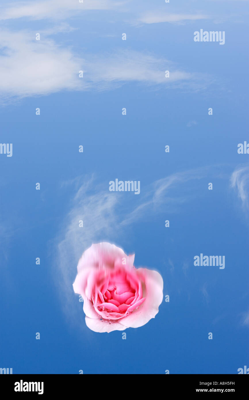 Falling pink rose with dew drops on the petals against a blue sky ...