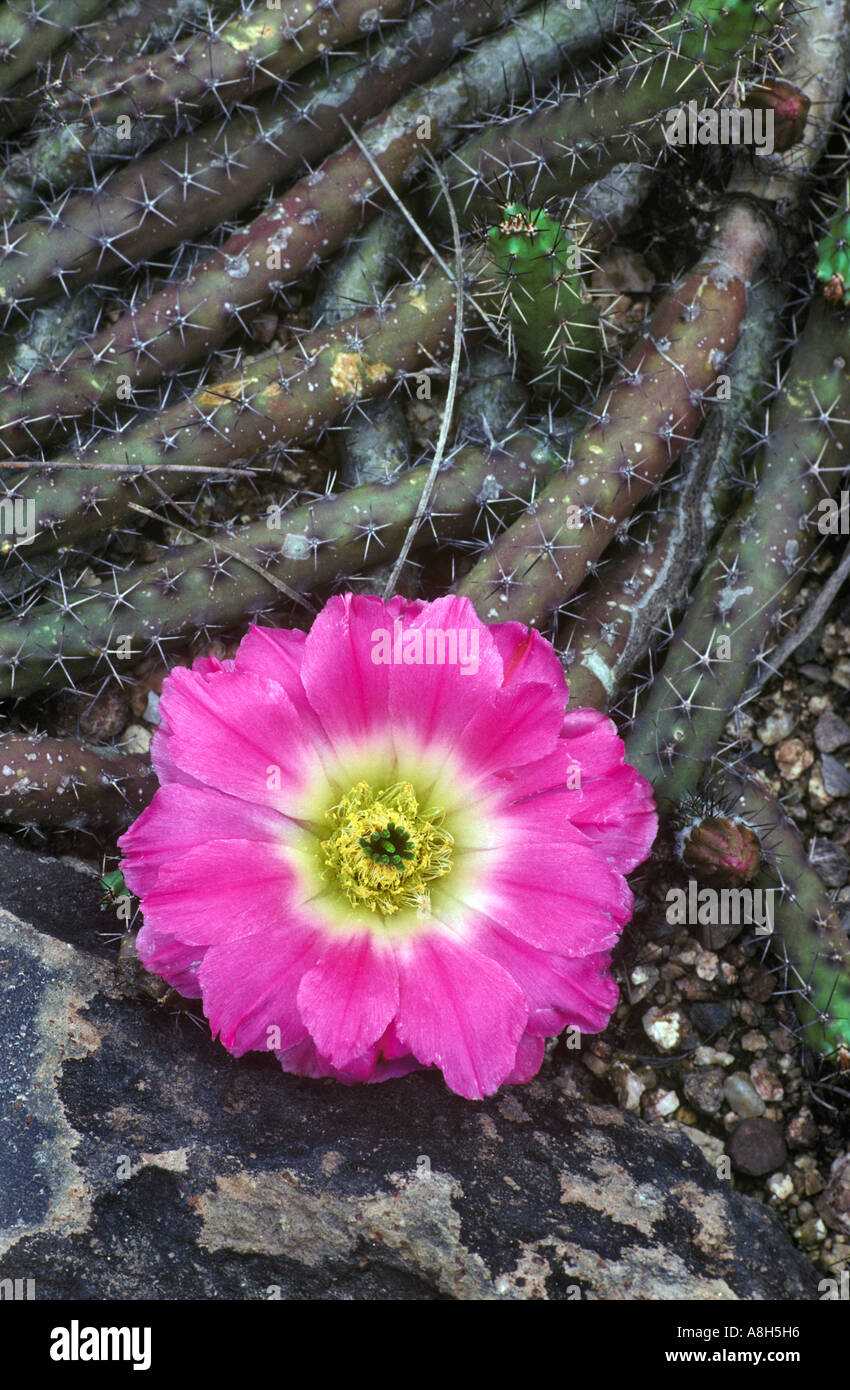 Lady finger cactus hi-res stock photography and images - Alamy