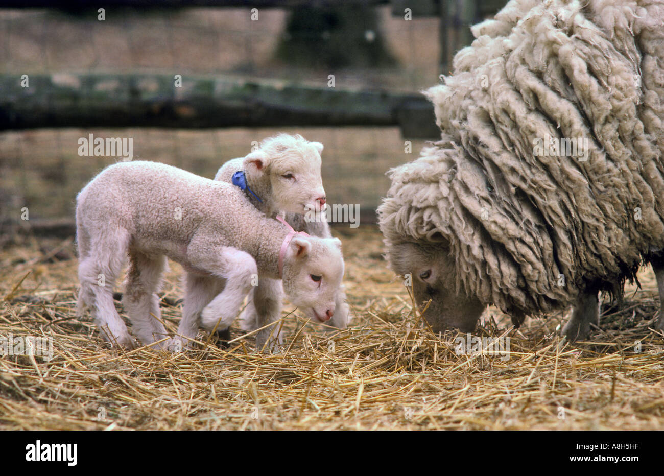 Finnsheep ewe and lambs hi-res stock photography and images - Alamy
