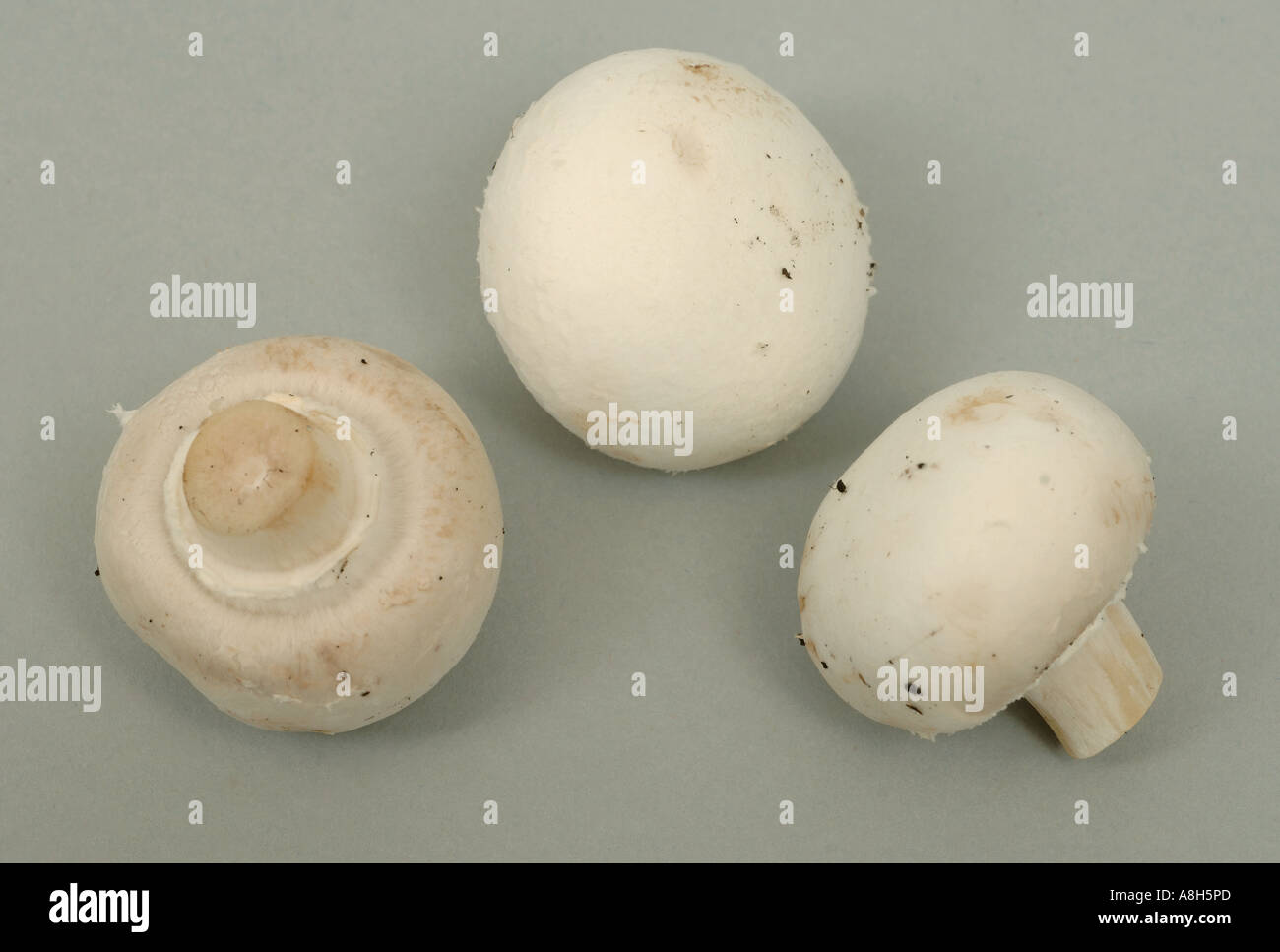 Button mushrooms typical supermarket or shop produce Stock Photo - Alamy