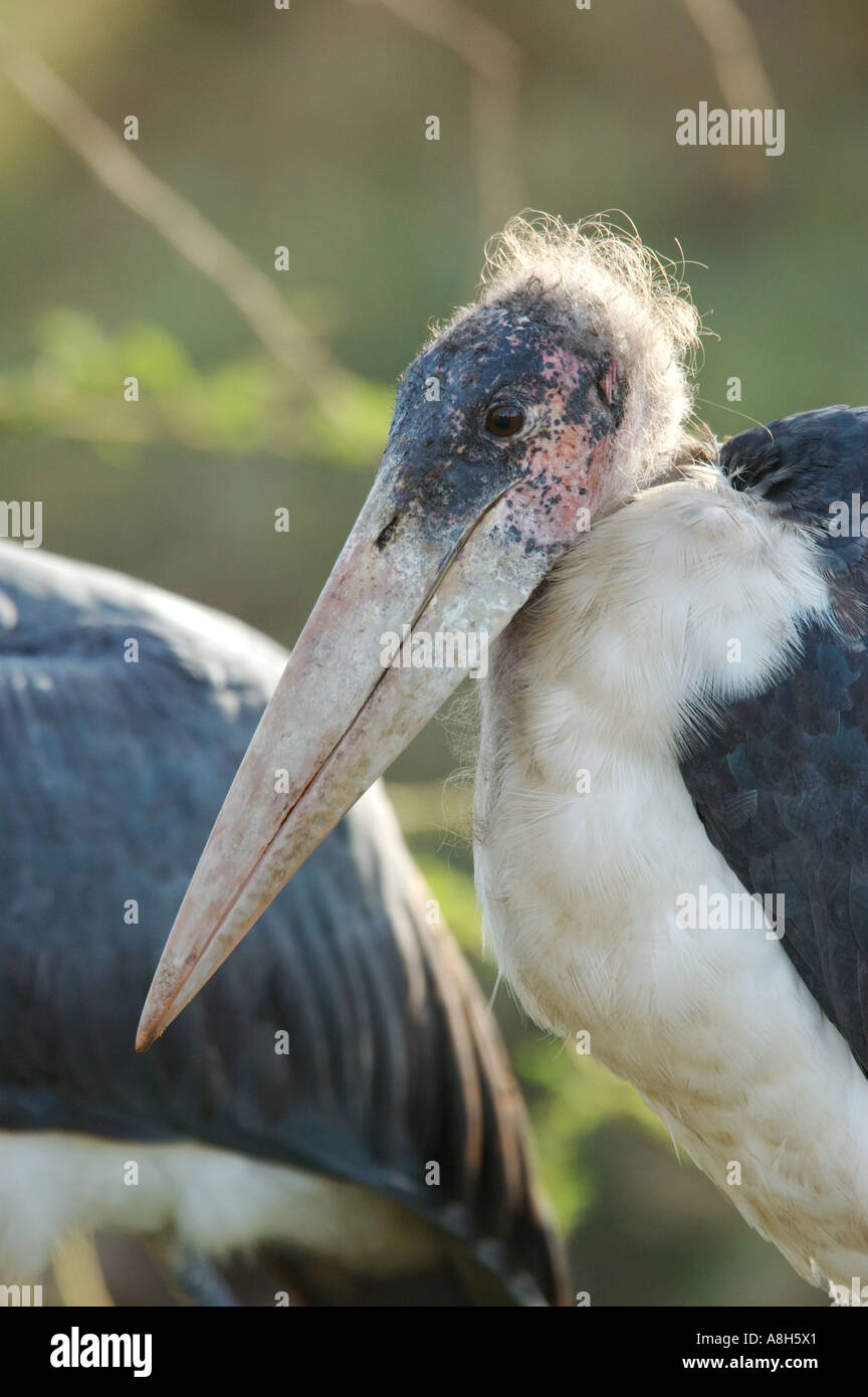 Maribou Stork High Resolution Stock Photography and Images - Alamy