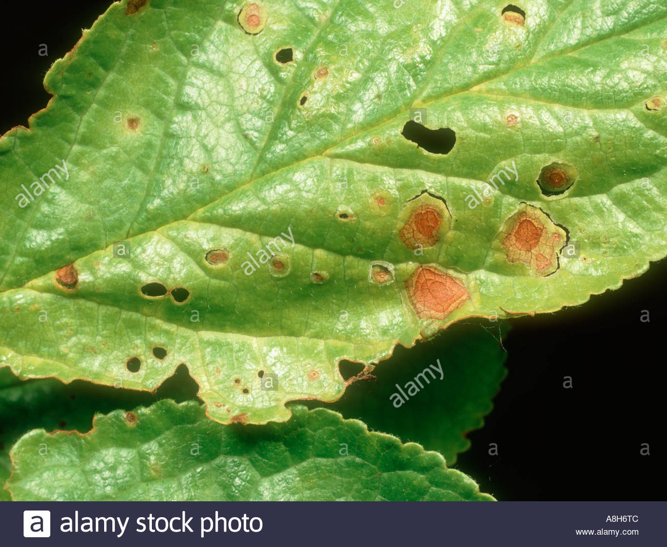 Plum Tree Disease Stock Photos & Plum Tree Disease Stock Images - Alamy