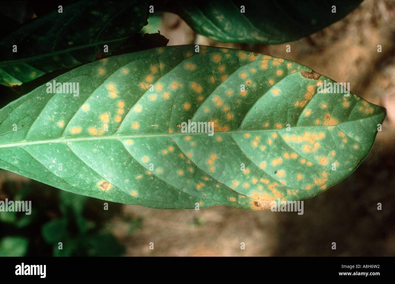 Coffee rust Hemileia vastatrix pustules on the topside of a Liberica ...