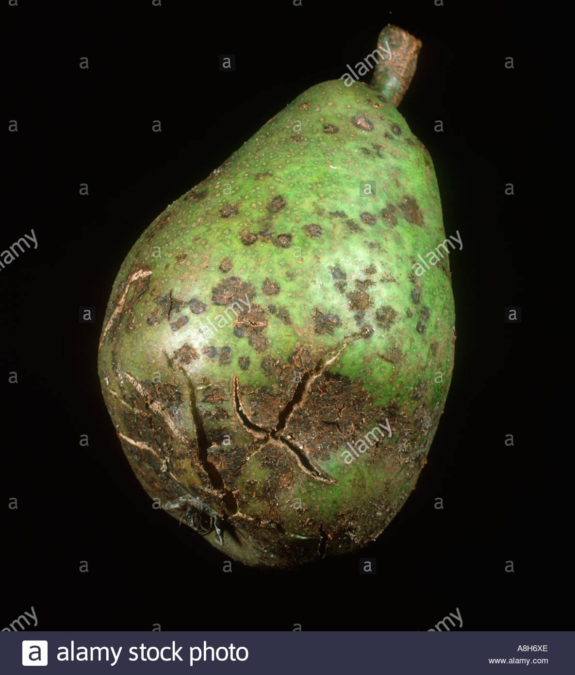 Pear Scab Stock Photos & Pear Scab Stock Images - Alamy
