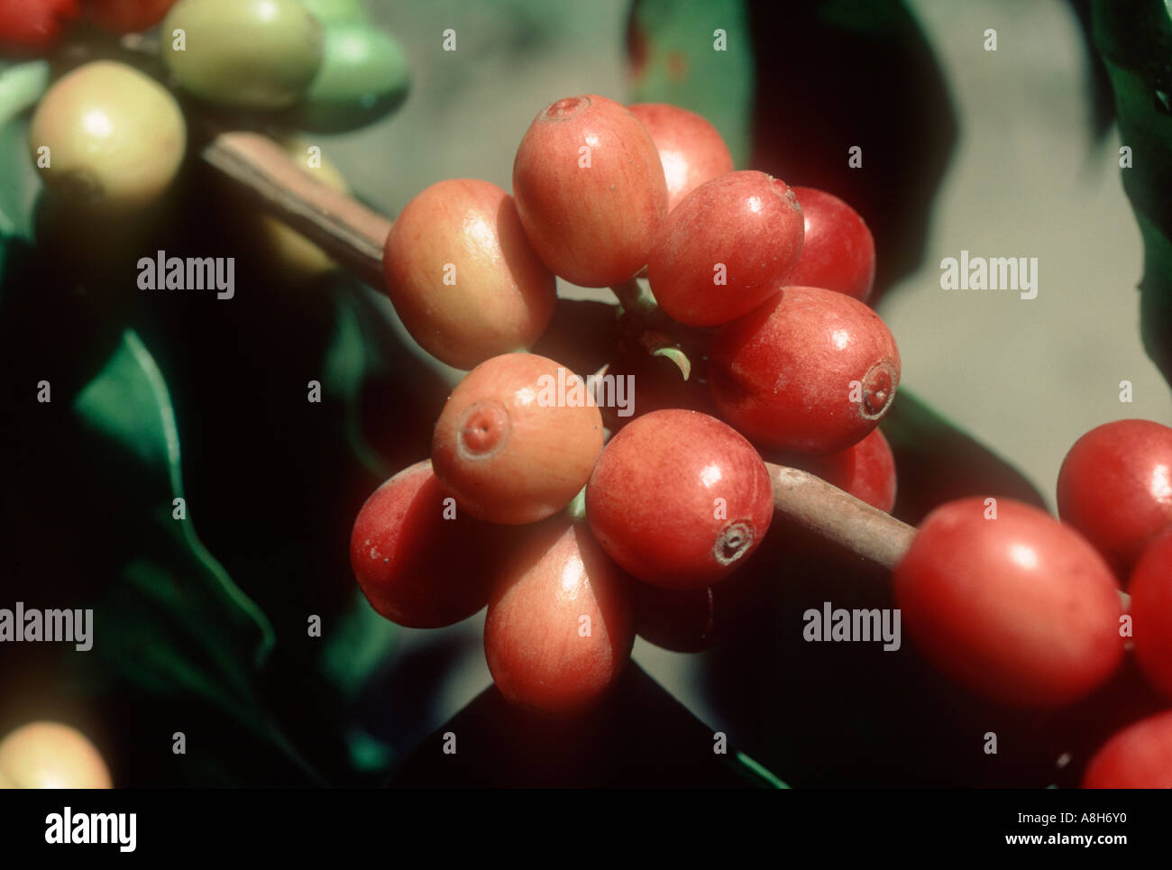 Coffee Cherry Berry High Resolution Stock Photography and Images - Alamy