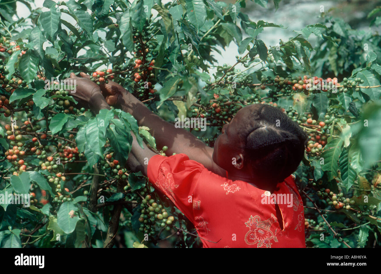 Girl in a red dress picking coffee cherries from a bush near Arusha ...