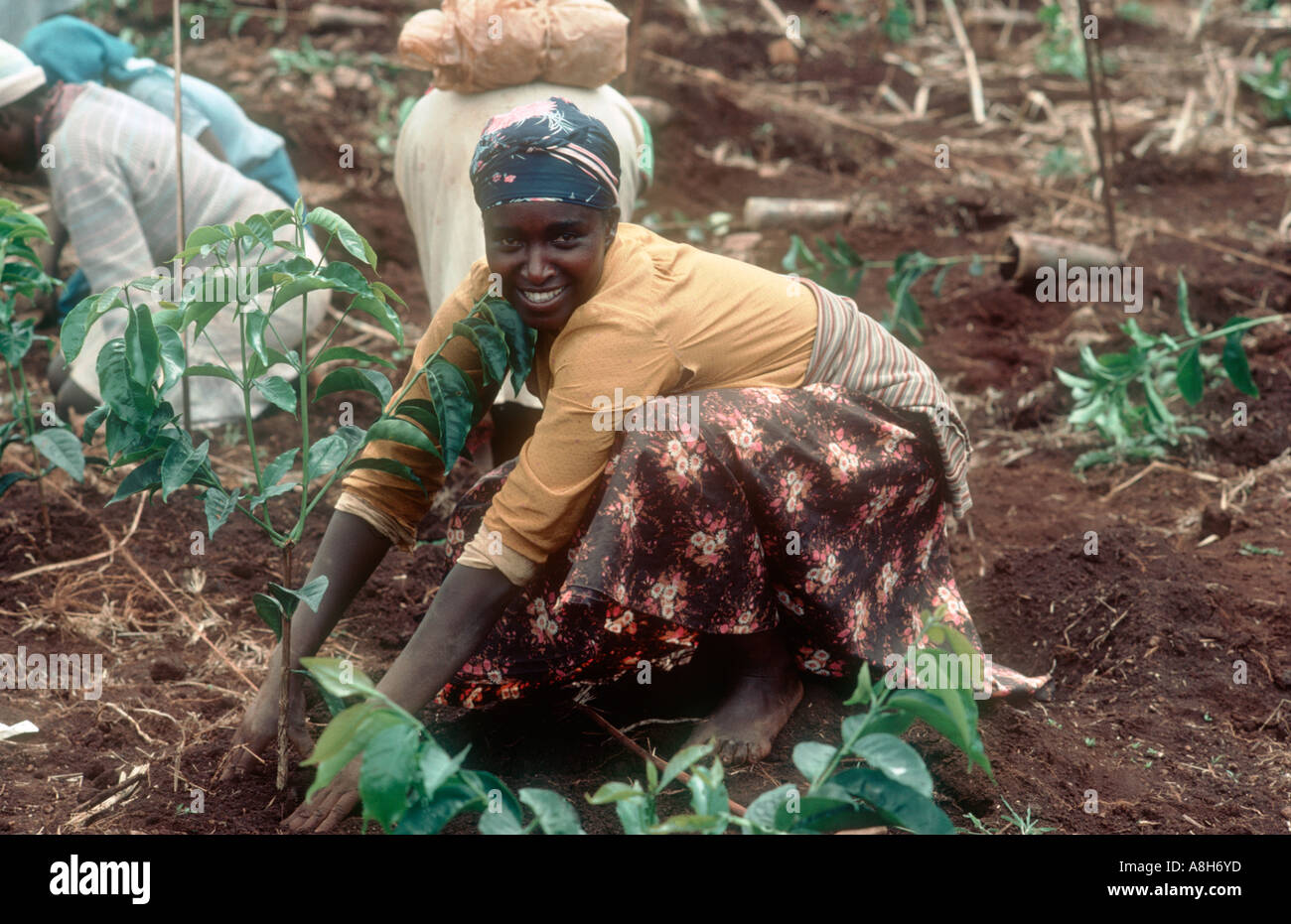 Girl planting coffee saplings in new plantation near Thika Kenya Stock ...