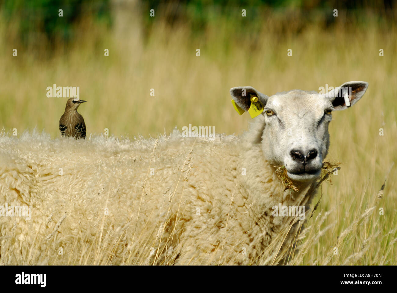 Standing sheep with bird Stock Photo - Alamy