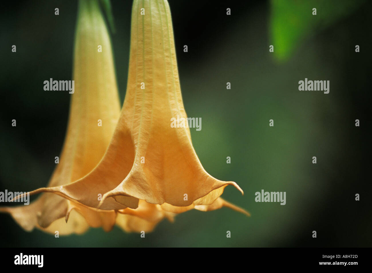 Puerto Rico, Datura flower, Toro Negro Forest Stock Photo - Alamy