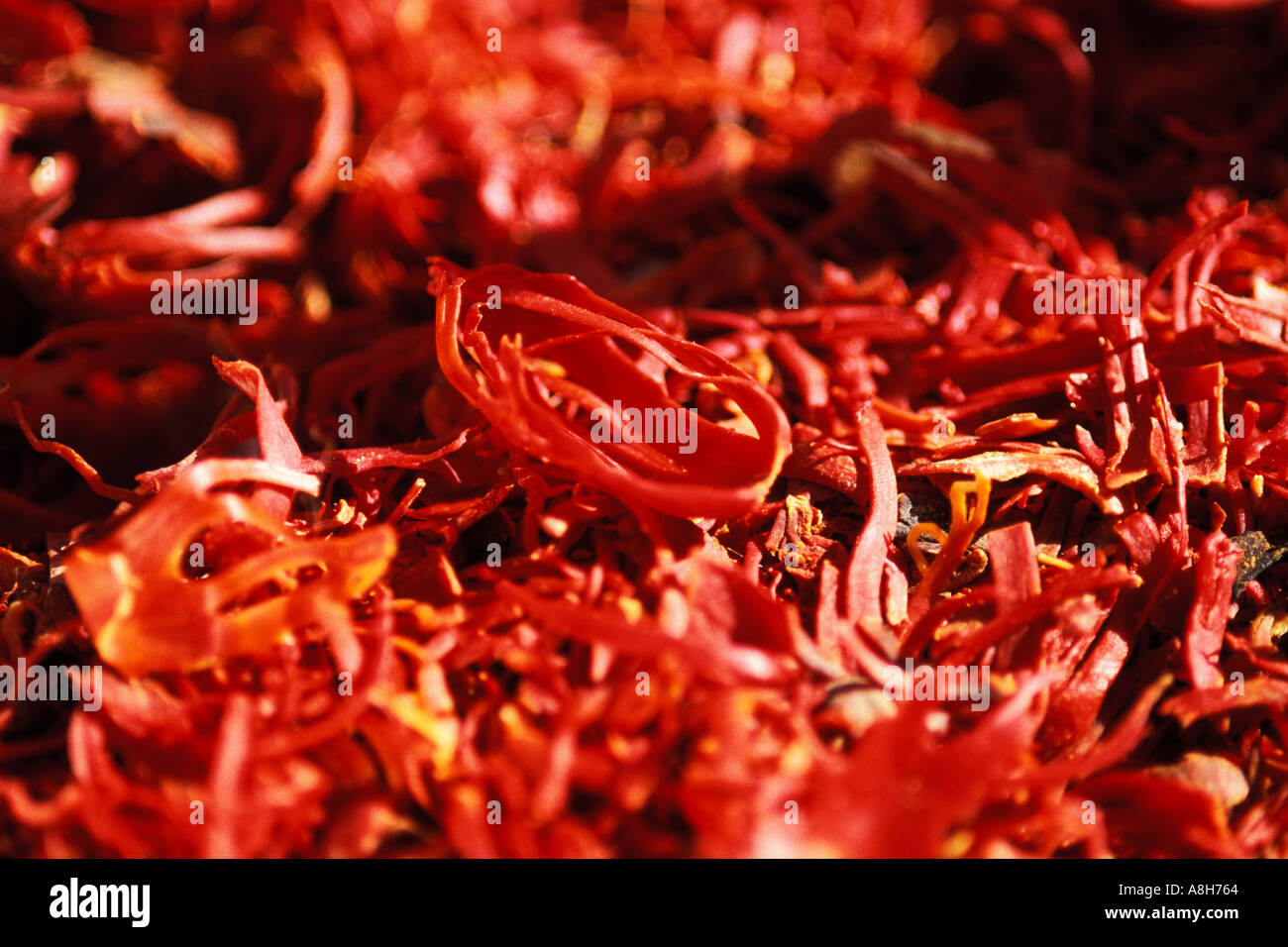 Spices, Mace at spice plantation Stock Photo - Alamy
