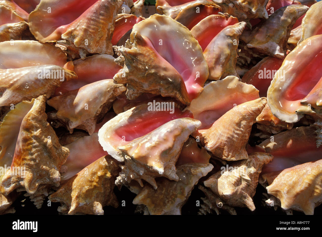St Lucia, Conch shells Stock Photo - Alamy