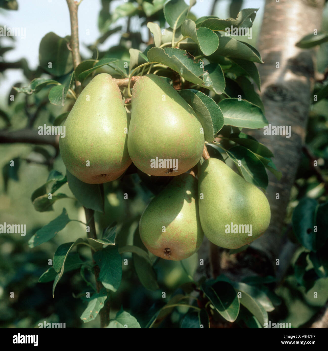 Pear variety communis doyenne du comice hi-res stock photography and ...