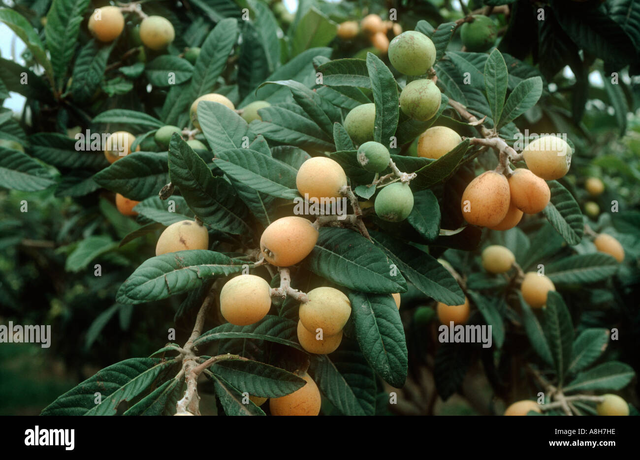 Loquat tree in ripe and maturing fruit Valencia Spain Stock Photo - Alamy