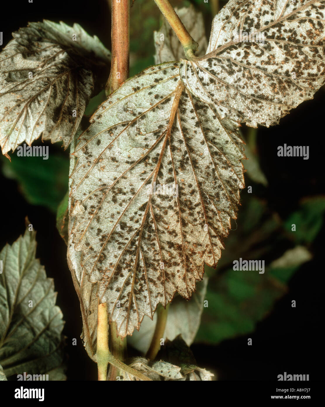 Raspberry rust Phragmidium rubi idaei on raspberry leaf Stock Photo - Alamy
