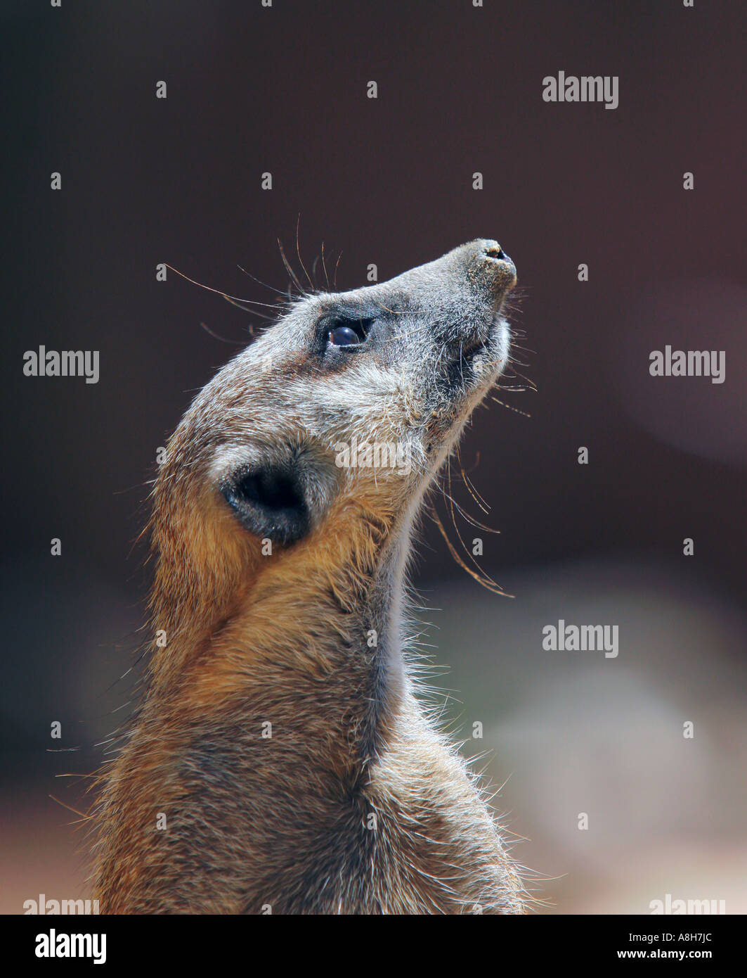 Meer cat cute hi-res stock photography and images - Alamy