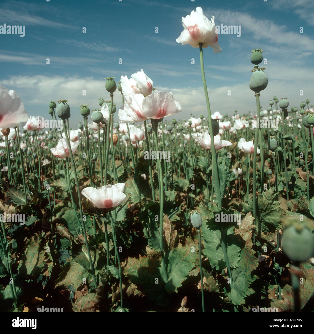 Raising Opium