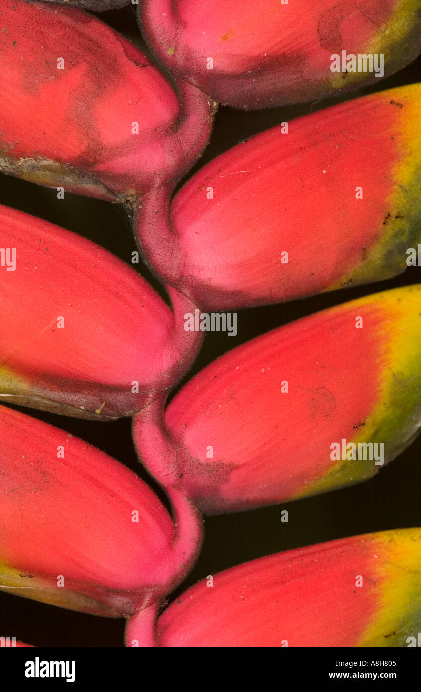 Red and Yellow tropical plant photographed in on Oahu Hawaii Stock ...