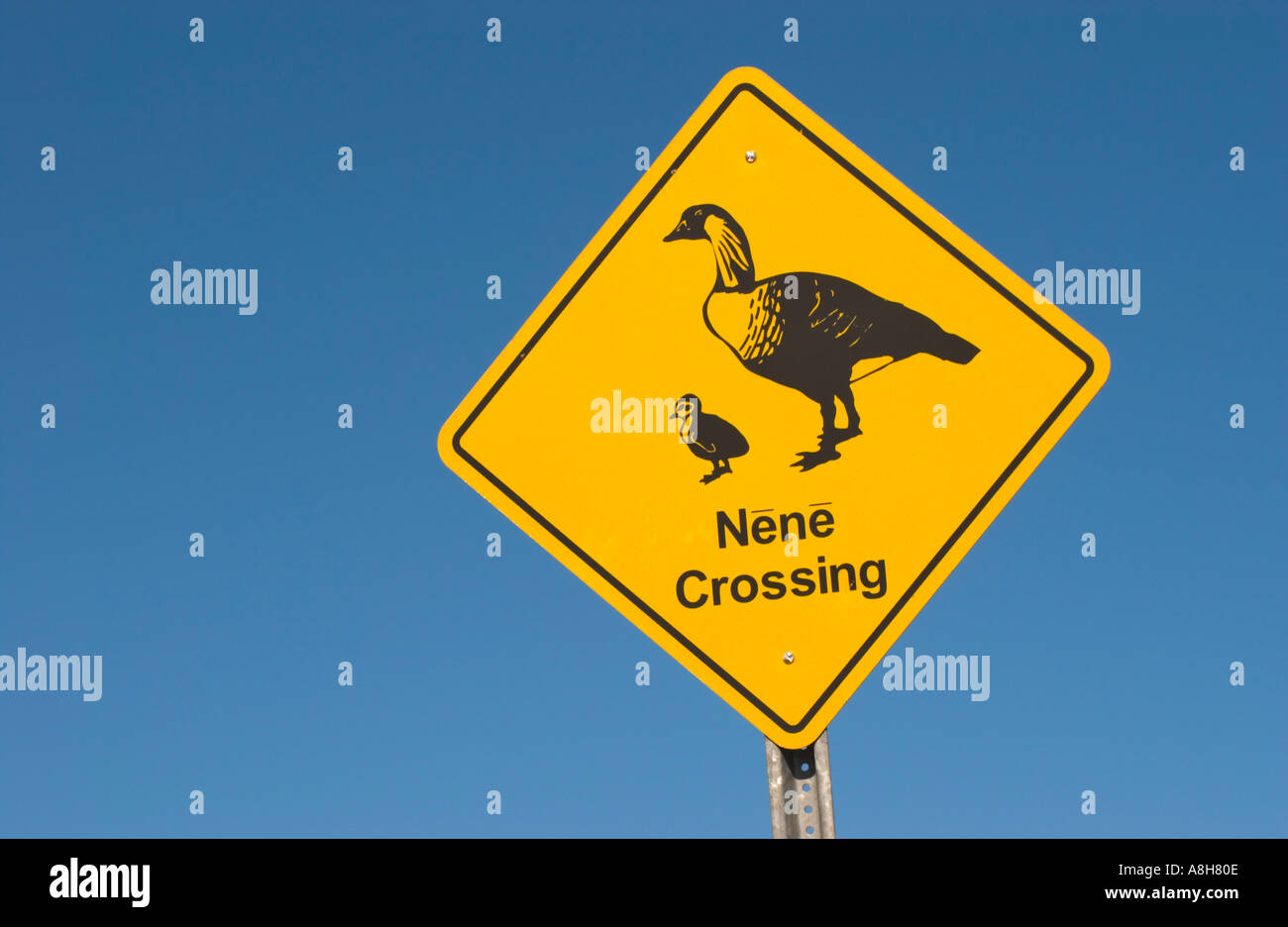 Nene crossing sign against blue sky at Haleakala National Park Big ...