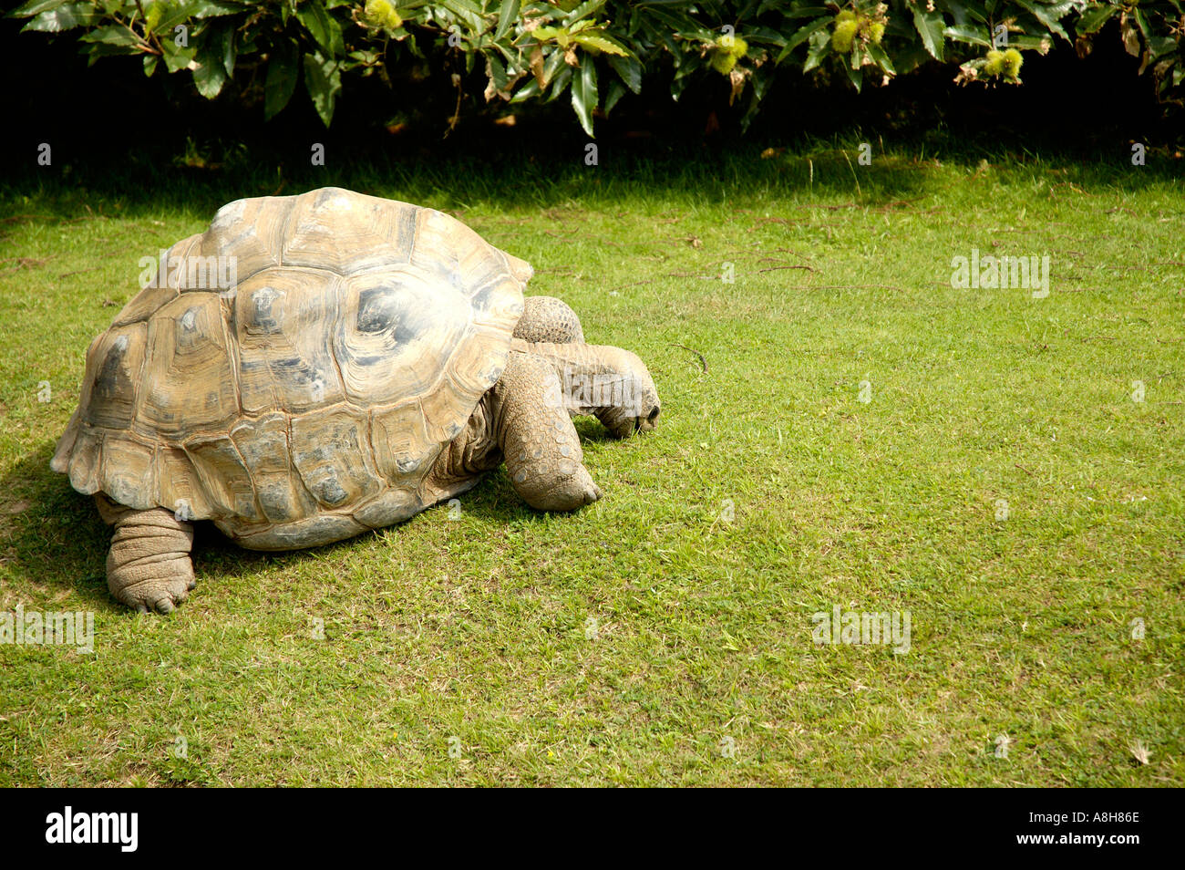 Indian land tortoise High Resolution Stock Photography and Images - Alamy