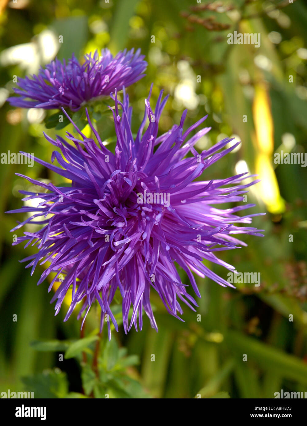 Purple Flower Aster novae angliae Stock Photo - Alamy