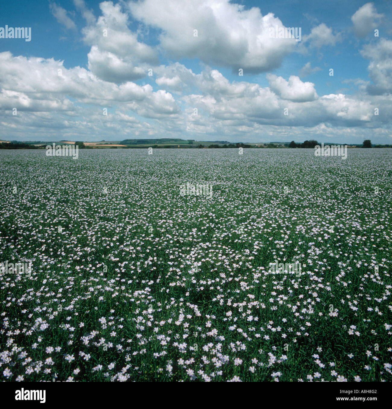 Linseed crop Linum usitatissimum in full flower Stock Photo - Alamy