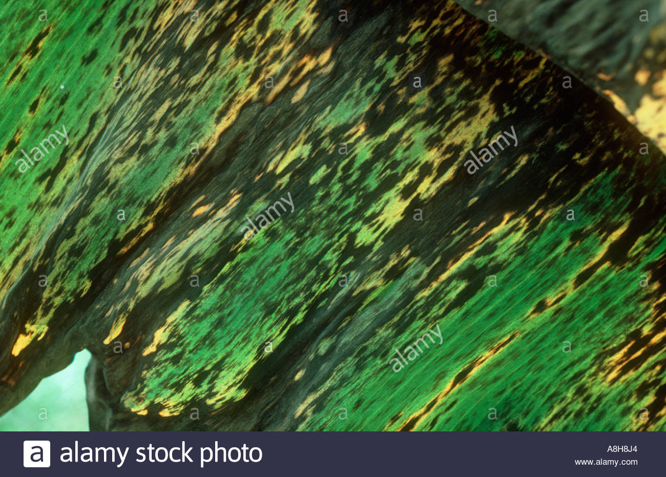 Black Leaf Streak High Resolution Stock Photography and Images - Alamy