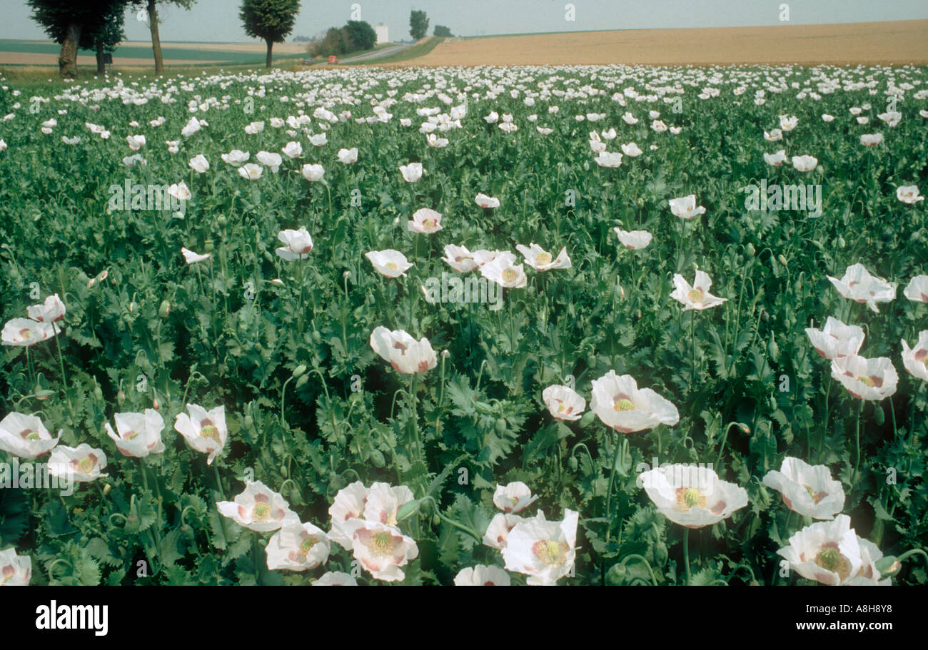 Flowering crop of opium poppies Papaver somniferum Northern France ...