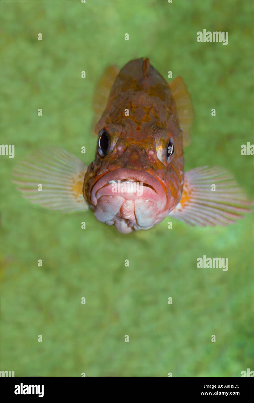 Funny face: A Rosy Rockfish underwater closeup looking directly into ...
