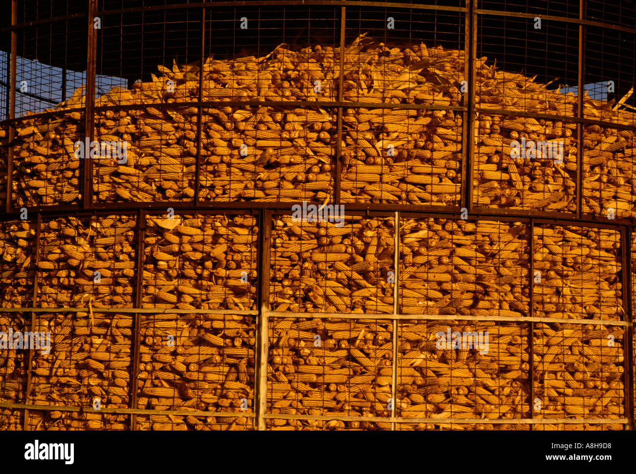 Large open silo filled with corn cobs, Missouri, USA Stock Photo - Alamy
