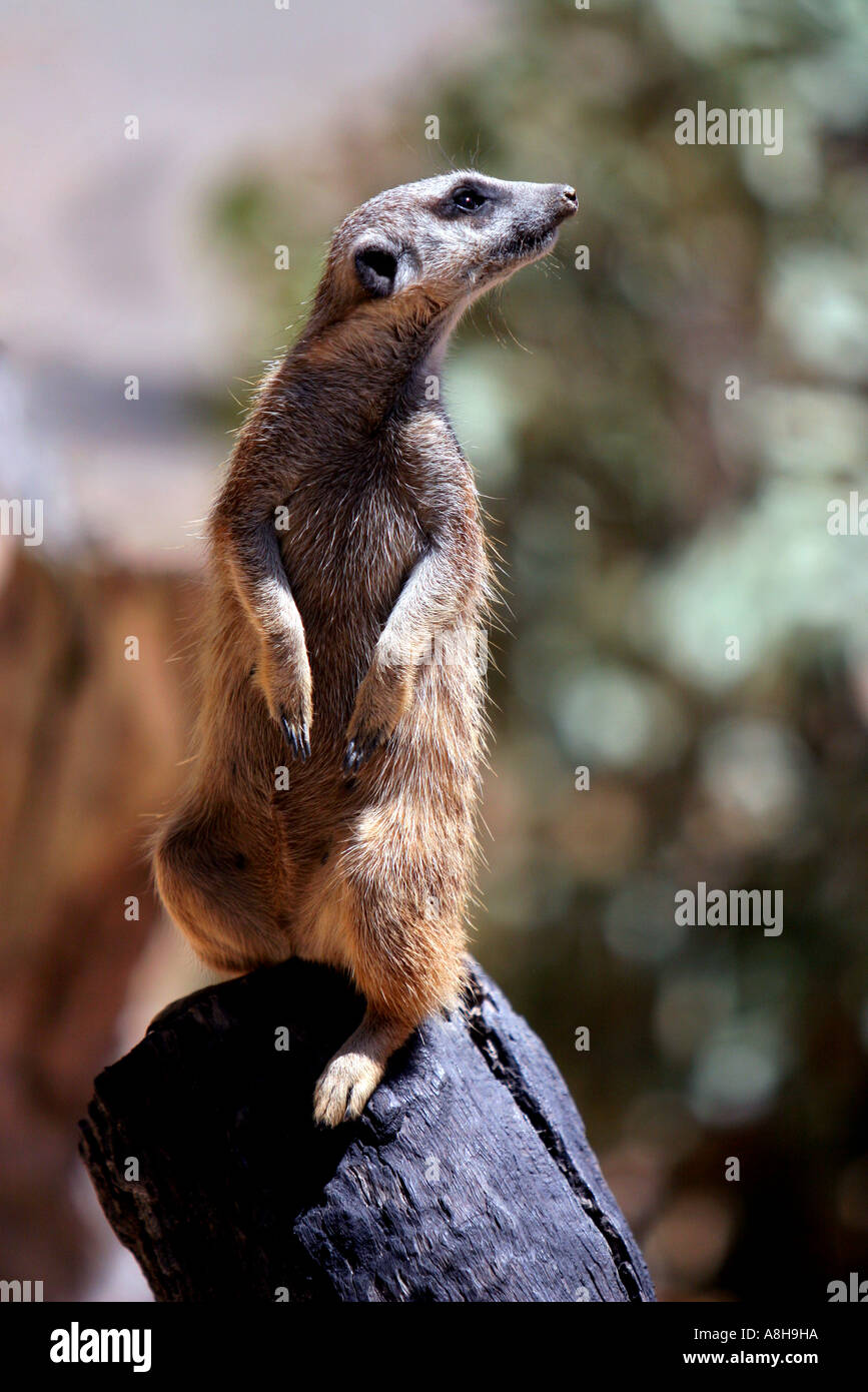 Aniaml hi-res stock photography and images - Alamy