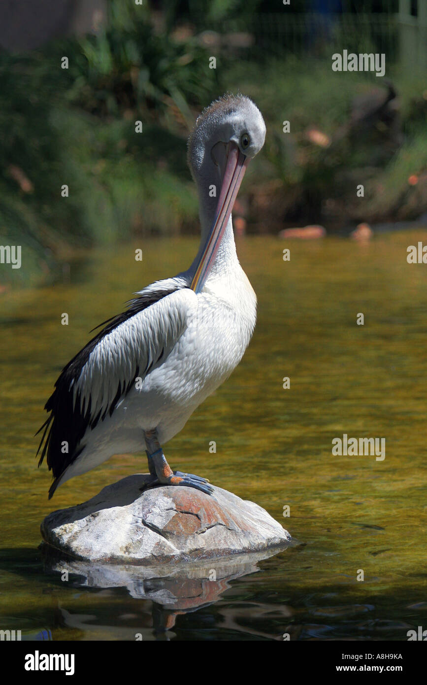 Animal faethers preen clean cleaning hi-res stock photography and ...