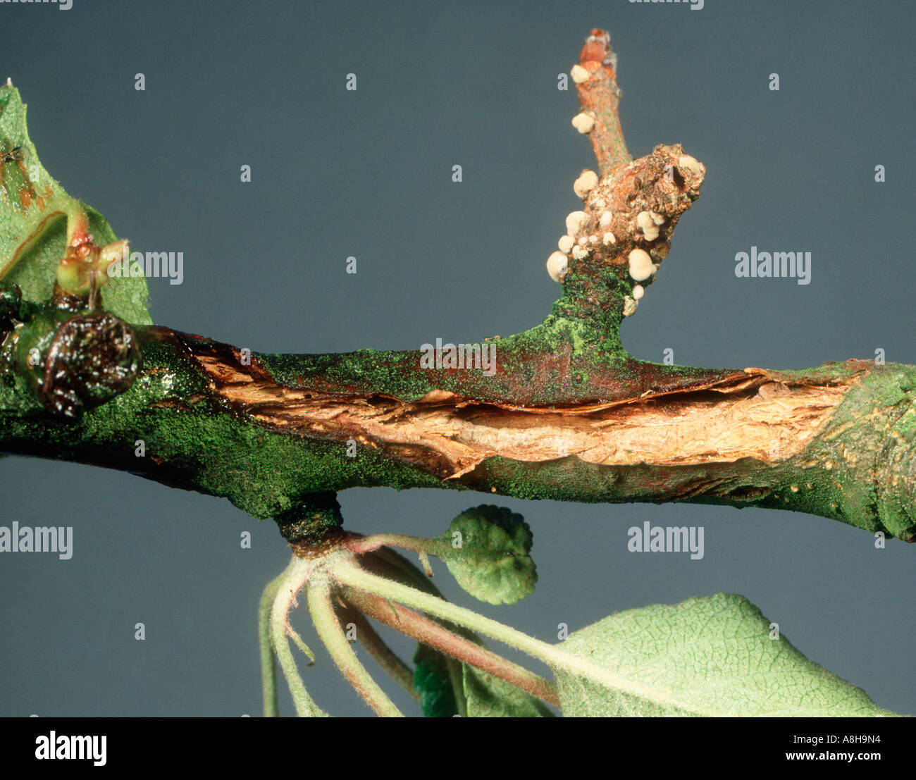 Spur blight Sclerotina fructigena mycelium developing on wood twig ...