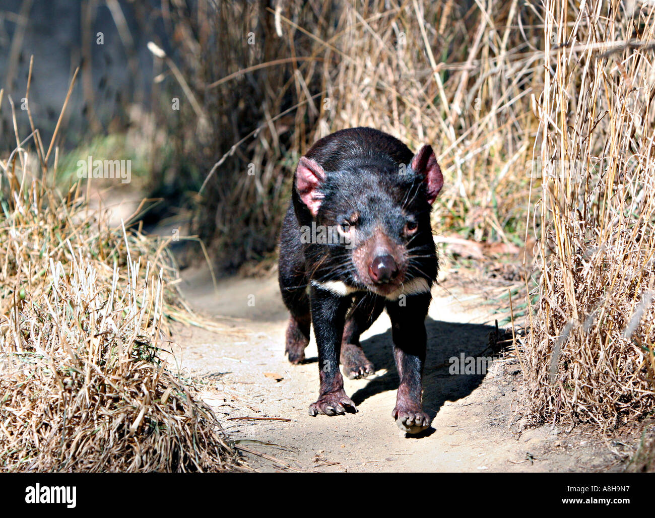 Australian Tasmanian Devil Stock Photo - Alamy