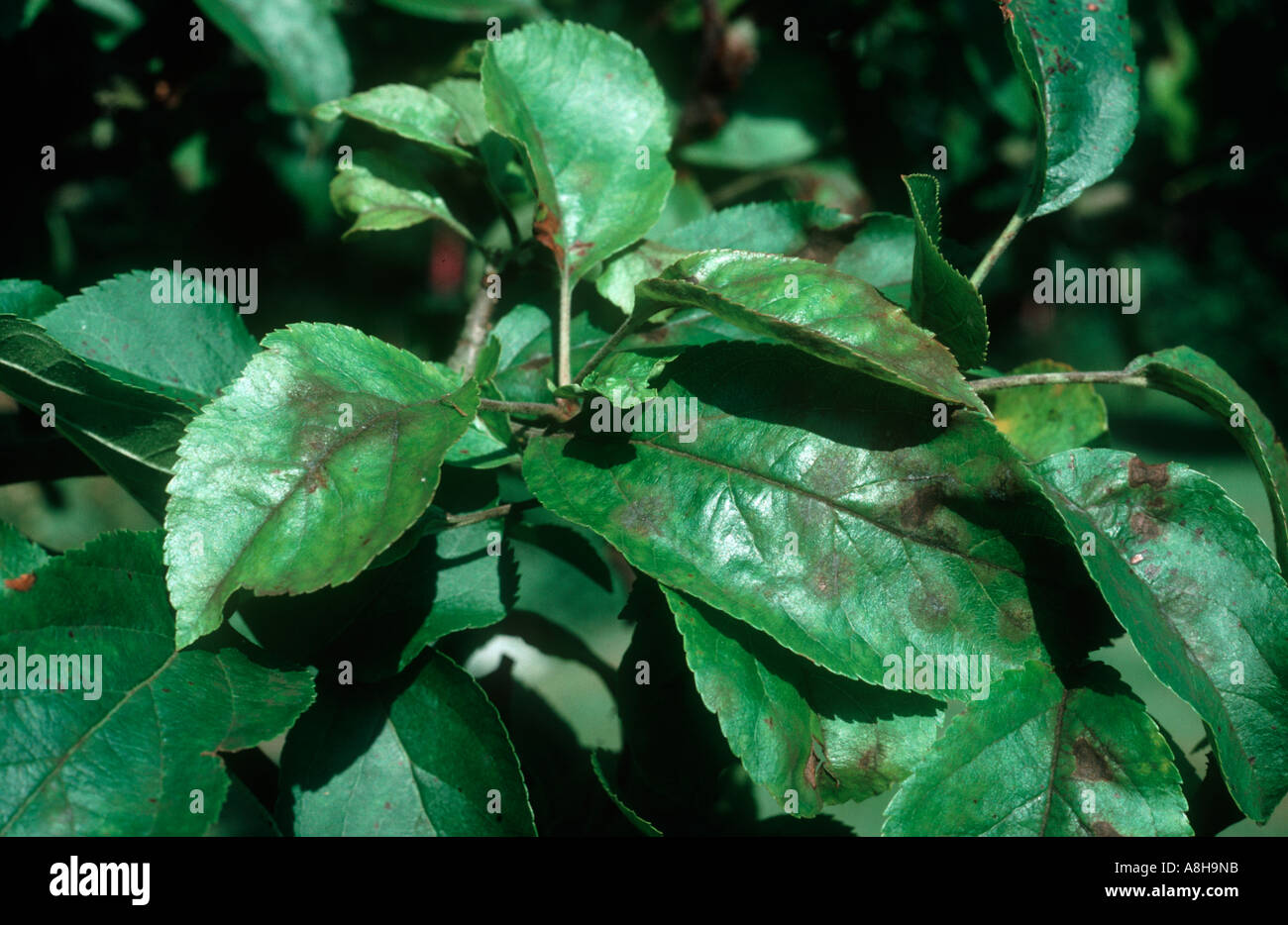 Apple scab Venturia inaequalis lesions mycelium on leaves Stock Photo ...