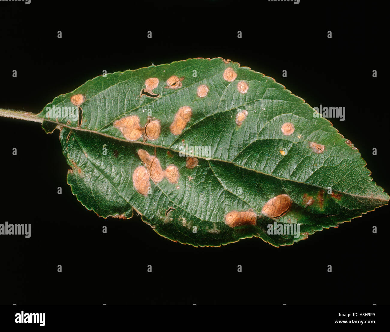 Leaf Necrosis High Resolution Stock Photography and Images - Alamy