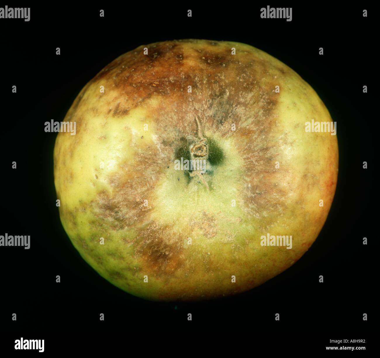 Apple scald external necrosis caused in storage on Bramley Stock Photo ...