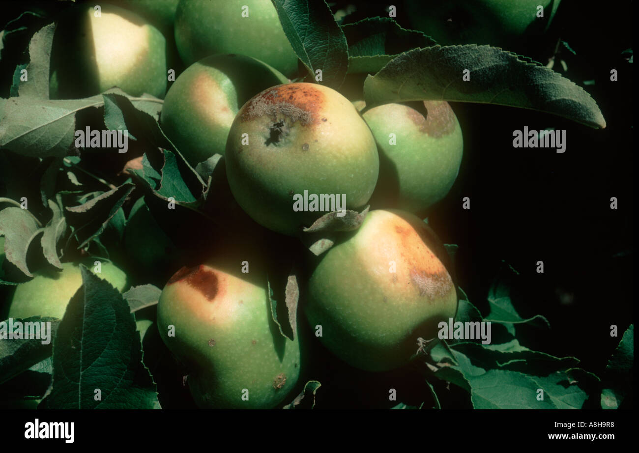Apple fruit damaged by overhead sunshine South Africa Stock Photo - Alamy