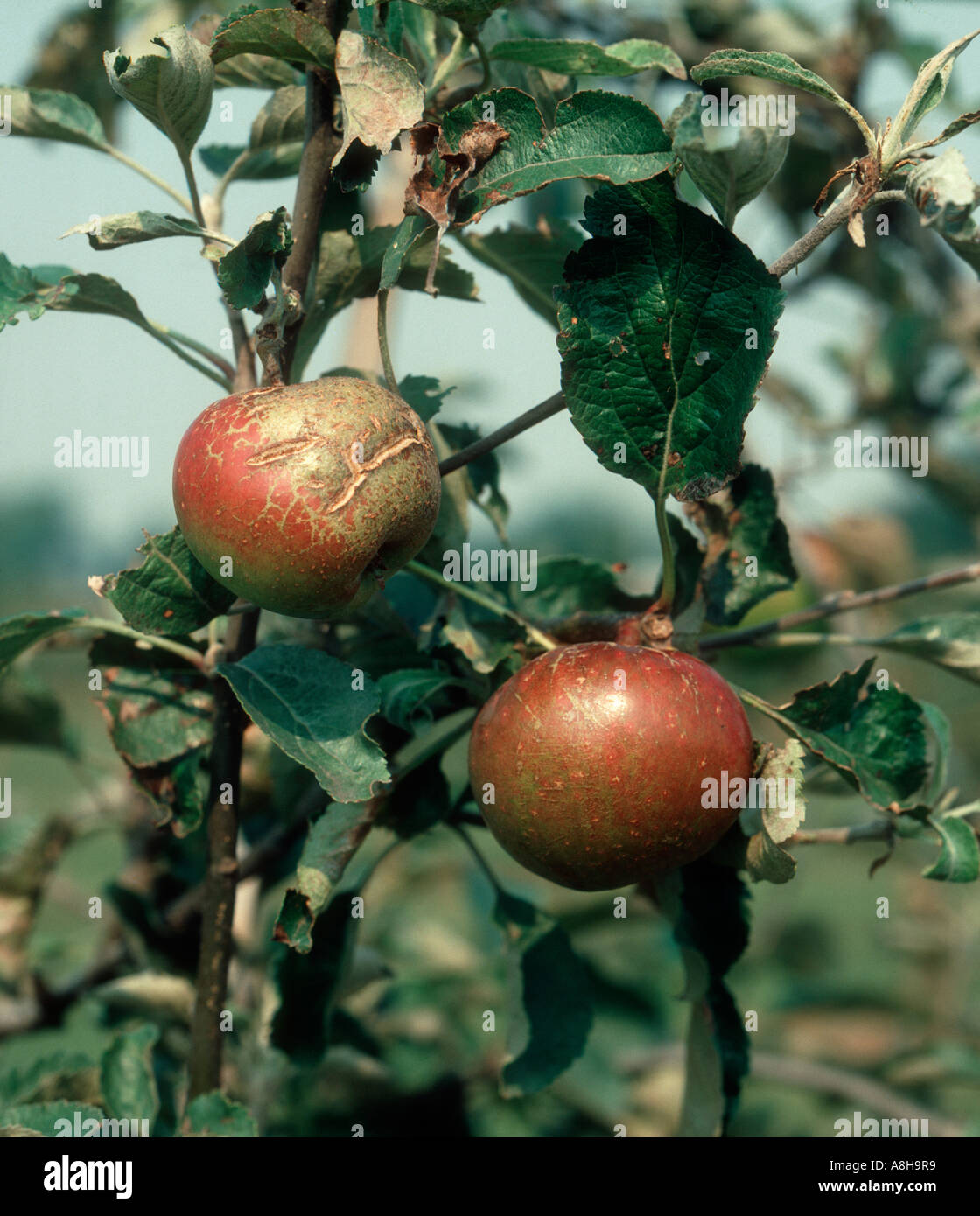 Powdery mildew Podosphaera leucotricha cracking and russetting on apple ...