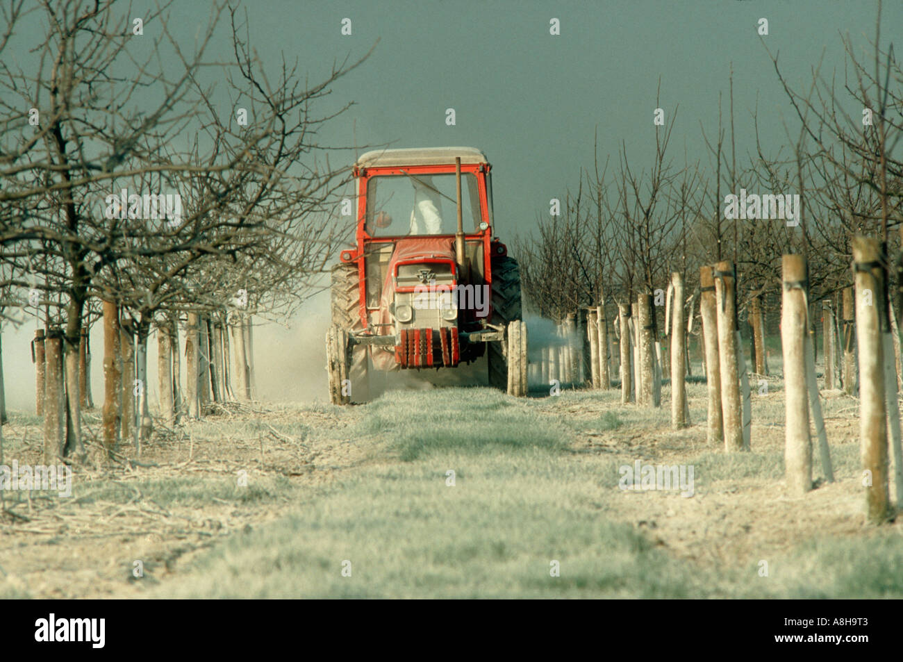 Tractor and fertilizer spreader liming young dormant apple trees Stock ...