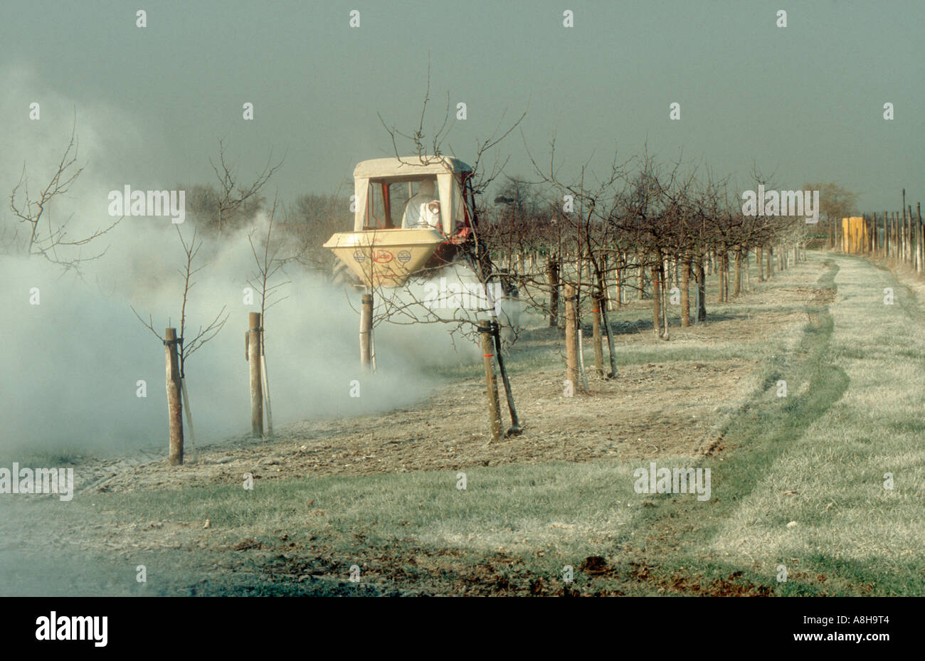 Tractor and fertilizer spreader liming young dormant apple trees Stock ...
