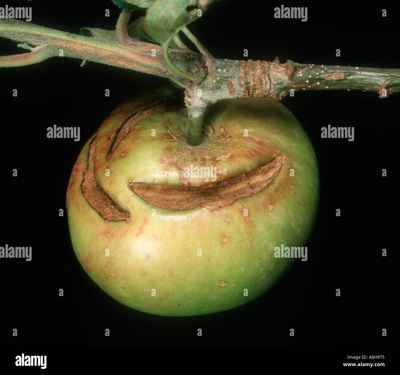 Drought apple hi-res stock photography and images - Alamy