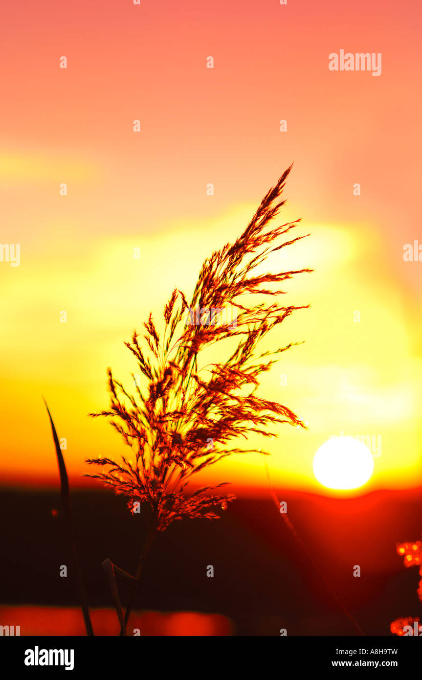 Sunset wit reet Stock Photo - Alamy