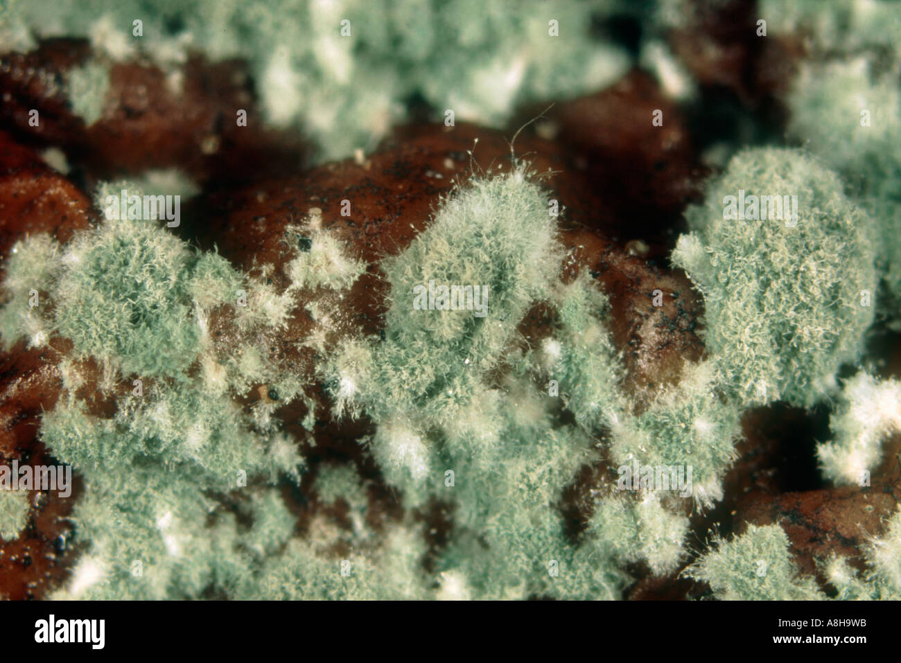 Moho Penicillium Camemberti