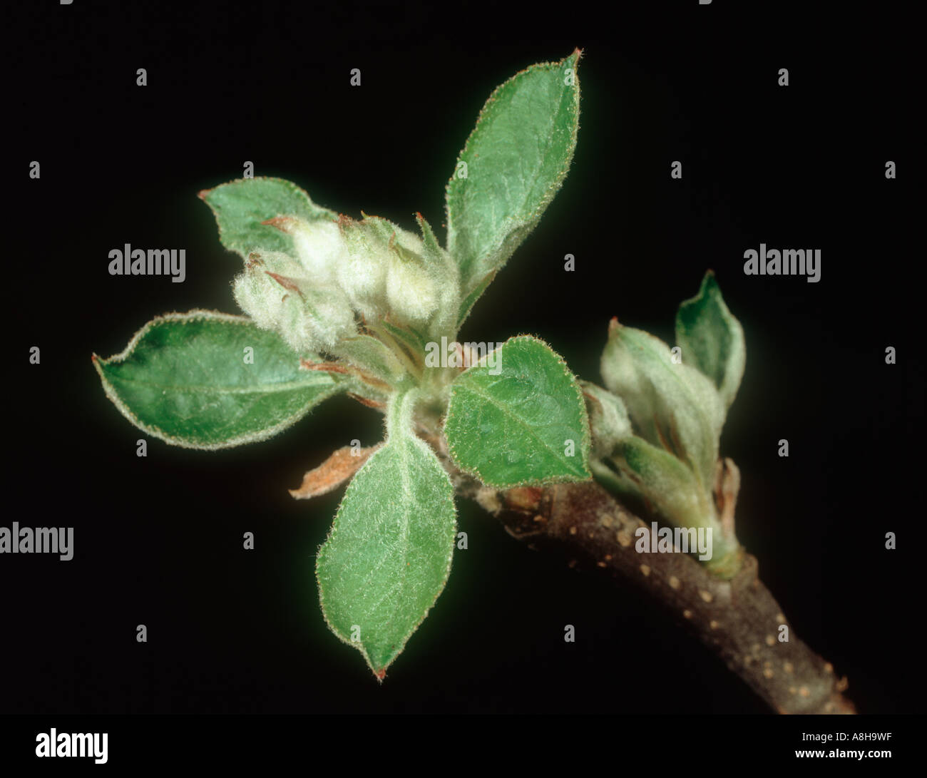 Open apple flower bud at green cluster stage, leaves & earlier buds ...