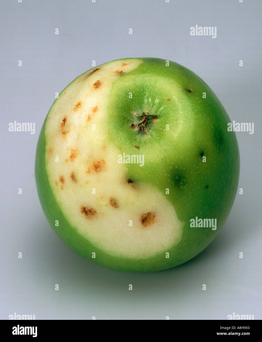 Partly peeled apple showing bitter pit a symptom of calcium deficiency ...
